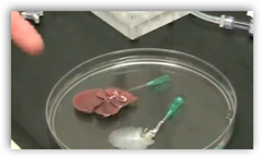 Scientists At Wake Forest Grow a Mini Liver From Human Cells ...